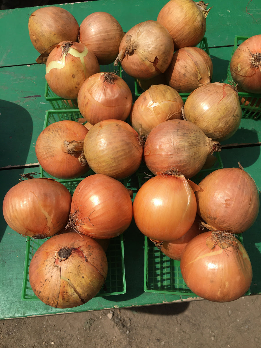 Onions – Janssens Farm Fresh Produce