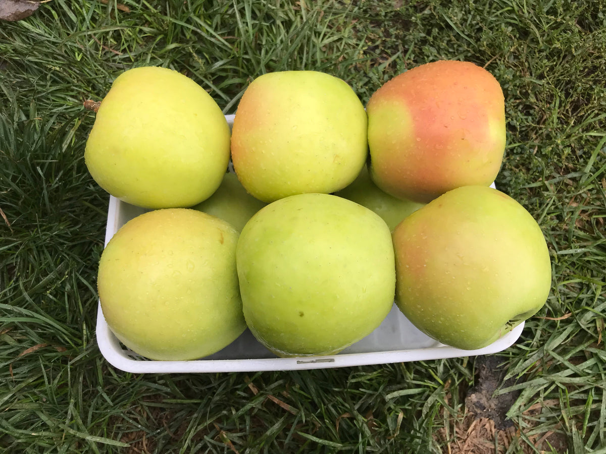 Apple-Mutsu *Sale on a great apple! – Janssens Farm Fresh Produce